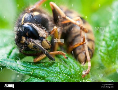 Macro Of A Bug Stock Photo Alamy