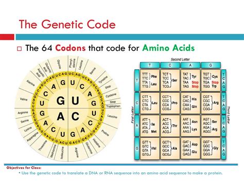 Bio 9b Monday Title Rna Structure And Function Ppt Download