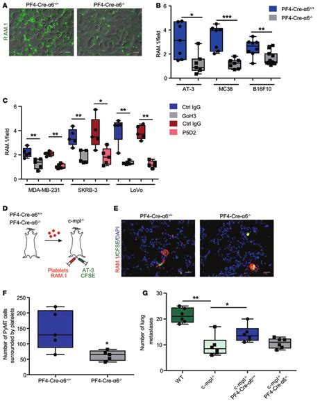 Platelet Integrin 61 Deficiency Or Blockade Impairs Platelet And