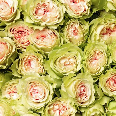 BRILLIANT STARS GREEN – VARDOMANIA