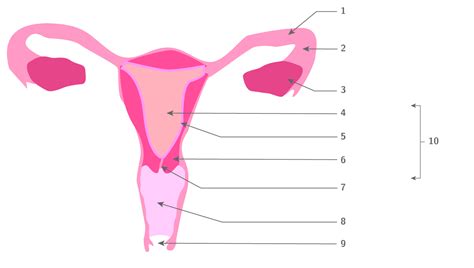 Légender Un Schéma Représentant Lappareil Reproducteur Féminin 5e