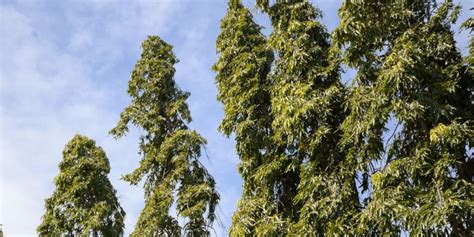 14 Tall Skinny Columnar Trees