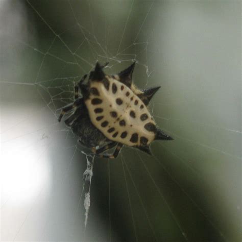 Spiny Backed Orb Weaver