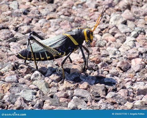 Yellow And Black Grasshopper In Texas Stock Image Image Of Bugs Outside 256327735