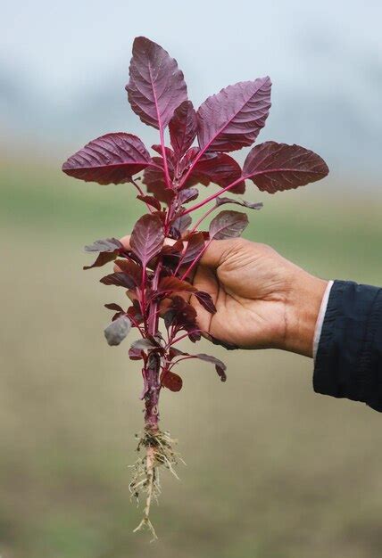 Premium Photo Red Amaranth Freshly Harvested
