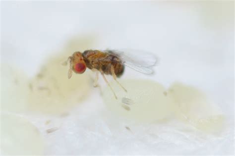 Trichogramma Evanescens Entocare