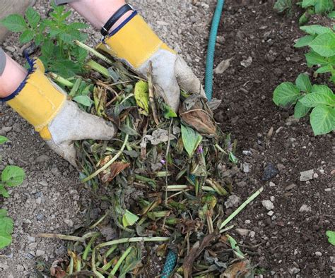 How To Make Comfrey Fertilizer A Natural Way To Boost Plants Homes