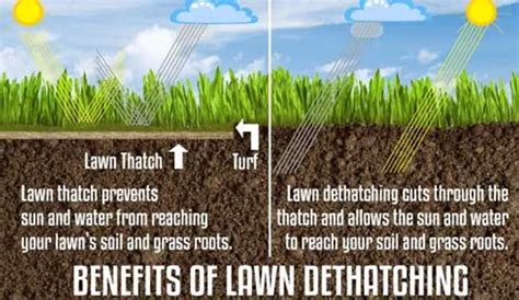 How Dethatching Works Evergreen Lawn Aeration And Thatching
