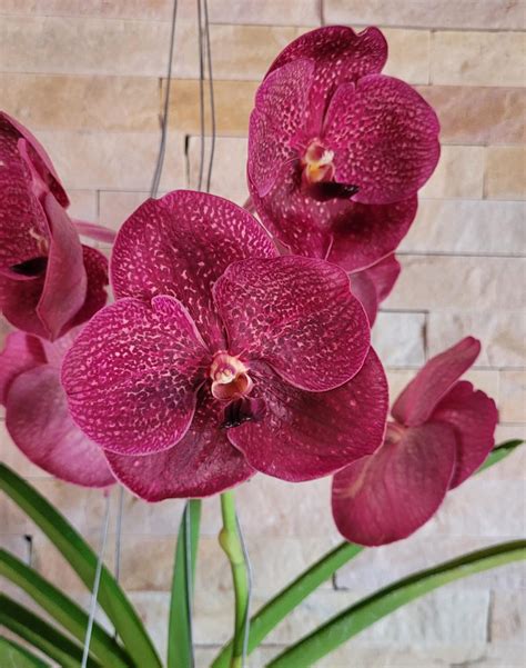 Vanda Mem Ted Carter Burgandy Orquidário Dona Vanda