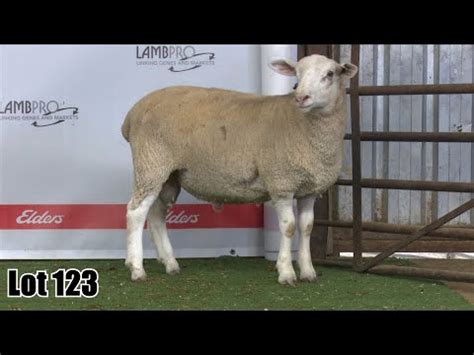 Lot 123 Youtube