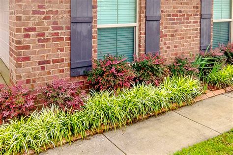 Liriope Grass Around Trees Liriope Plant Care And Growing Guide