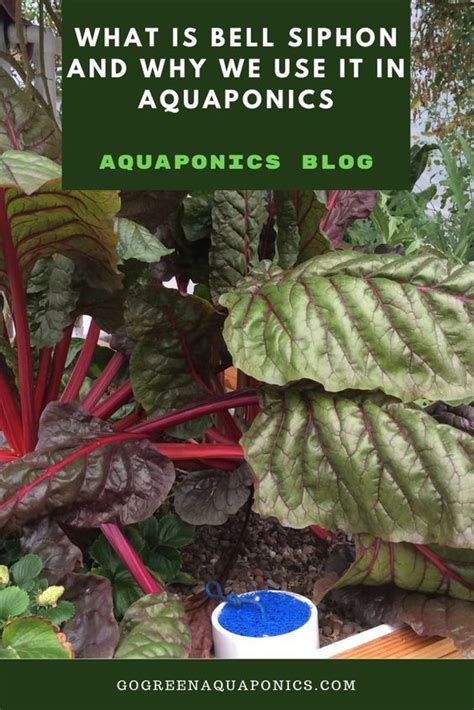 What Is A Bell Siphon And Why We Use It In Aquaponics Aquaponics