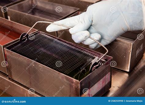 Scientist Staining Microscope Slides For Cytology Studies In The