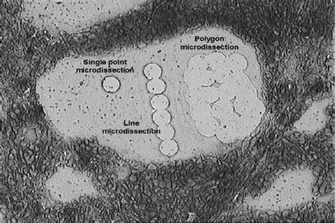 Annotation Styles For Microdissection Annotation Software Permits