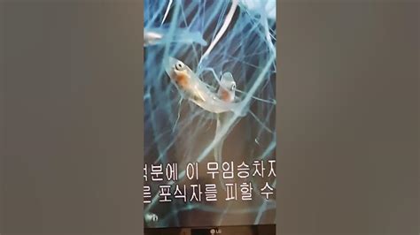 사자갈기해파리긴 촉수로 게걸스럽게 먹어치우지만 촉수 겁안내고 무임승차하는 쪽도 있네 Youtube