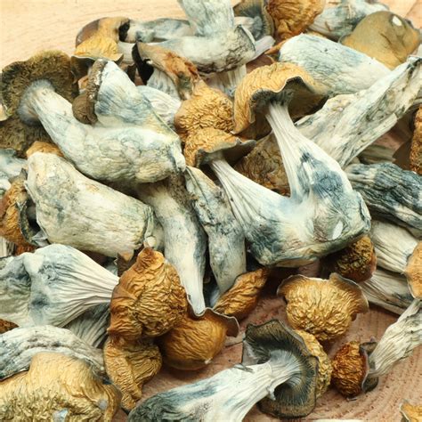 Order Melmac Mushroom Online Canada Melmac Shroom Strain