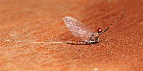 Mayfly Isonychia Bugguidenet