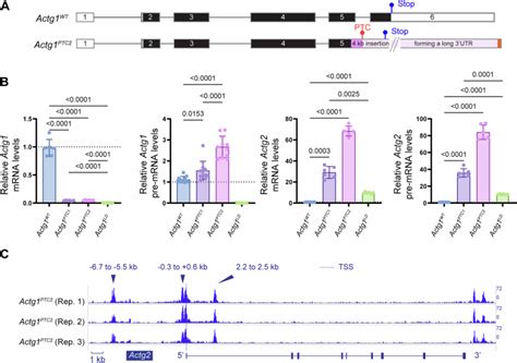 Induction Of A Transcriptional Adaptation Response By Rna