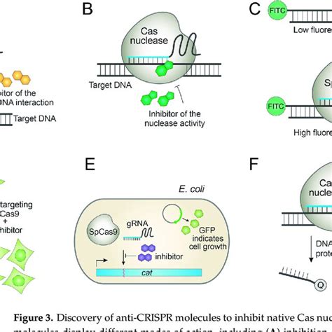 Discovery Of Anti Crispr Molecules To Inhibit Native Cas Nucleases
