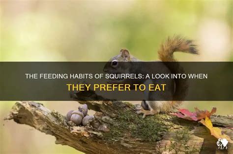 The Feeding Habits Of Squirrels A Look Into When They Prefer To Eat