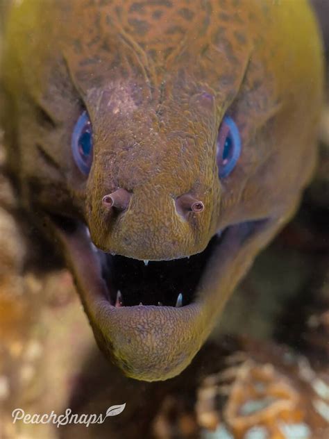 Giant Moray Eel Facts Behavior And Safety Tips For Divers