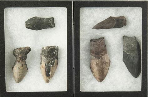6 Fossilized Shark Tooth Artifacts