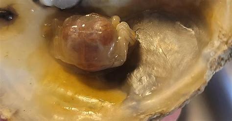 Pea Crab Album On Imgur