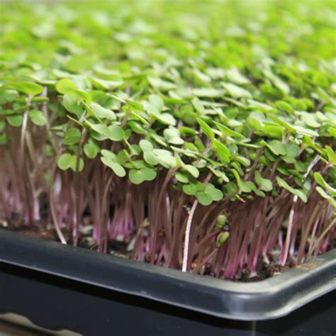 Scott Herbert Youtube