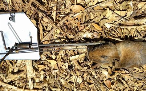 4 Best Gopher Traps For 2023 Catch Gophers A Garden Diary