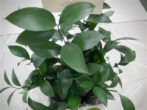 Ruscus Hypophyllum Ruscus Hypophyllum Flower Database