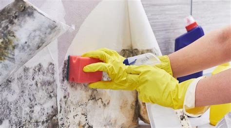 What Is Involved In Mold Inspections Mold Detection And Testing