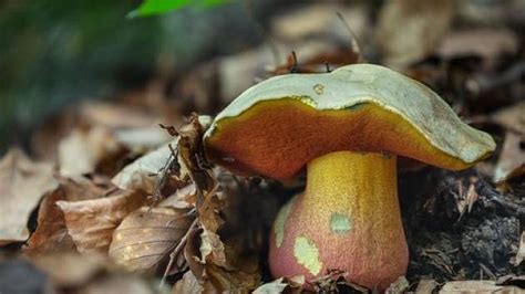 Jedovatý Hřib Satan Jak Ho Poznat Od Kováře Co Se Stane Ireceptářcz