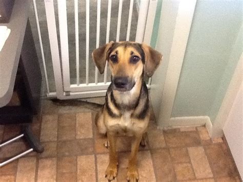 Shepherd Hound Mix