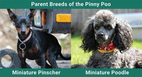 Pinny Poo A Miniature Schnauzer Poodle Mixed Breed Guide