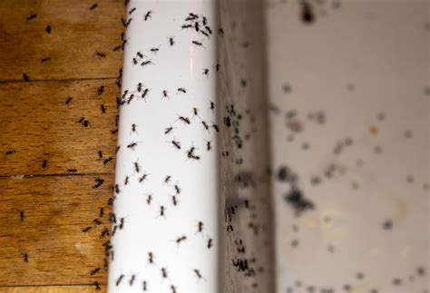 Invasive Tawny Crazy Ants Are Taking Over Homes In Florida — Best Life