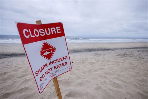 Shark Experts Investigate Attack On Swimmer Near San Diego Reuters