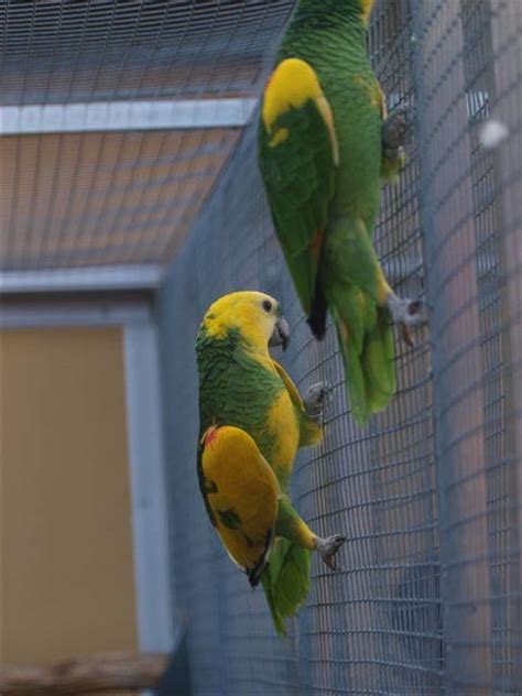 46 Best Images About Parrot Mutations And Hybrids On Pinterest Feathers