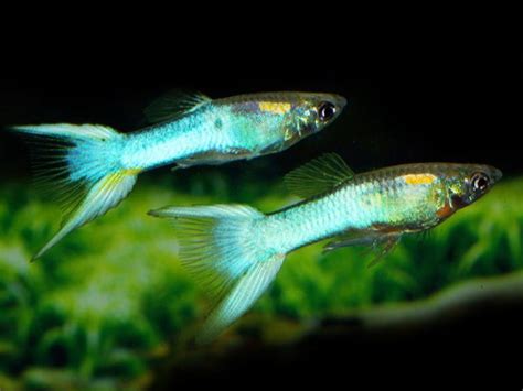 Fancy Guppies Diapteron Shop