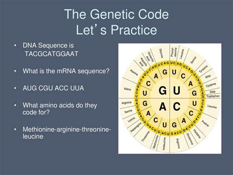 Heredity B 43 Explain How Dna Functions As The Code Of Life And The