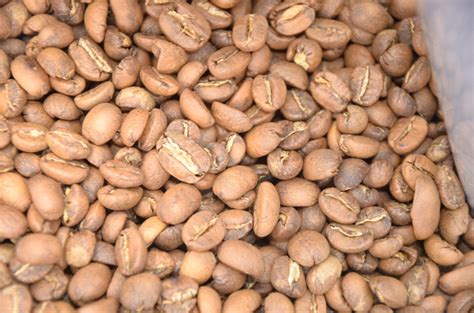 무료 이미지 자연 커피 식품 생기게 하다 야채 수확고 카페인 텍스처 꽃 피는 식물 잔디 가족 육상 식물 보통 콩 4928x3264 605025