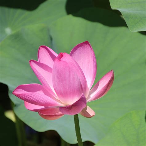 Teratai Bunga Tanaman Merah Foto Gratis Di Pixabay Pixabay