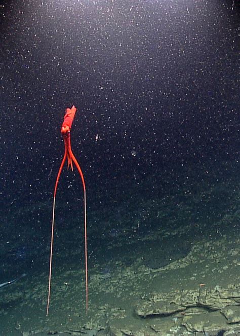 Quest Ce Que La Thalassophobie Cette Peur Des Eaux Profondes Geofr