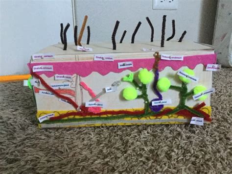 Integumentary System Class Projects Clipart Integumentary System Class Projects Clipart