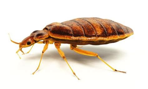 Bed Bug Tools Facts Training And Resources Ecolab