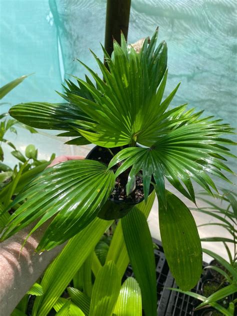 Livistona Rotundifolia Seedlings Discussing Palm Trees Worldwide