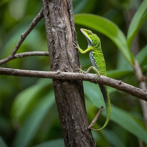 Assert Dominance Stock Illustrations 29 Assert Dominance Stock