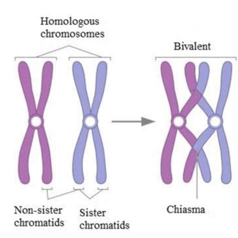9 Mitosis And Meiosis Flashcards Quizlet