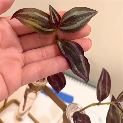 4 Purple Paradise Wandering Dude Plant Cuttings Tradescantia Zebrina