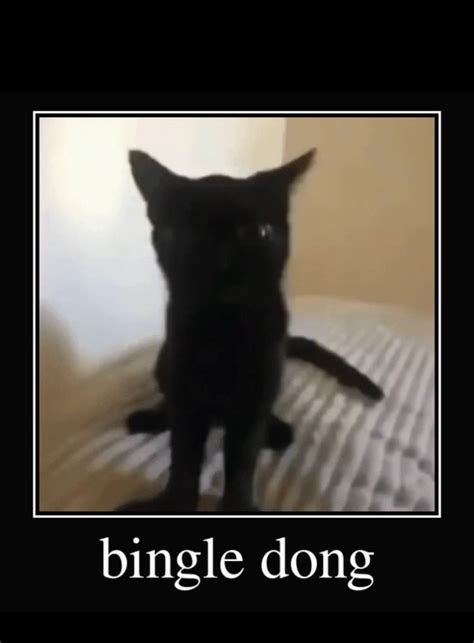 Bingle Dong Blank Template Imgflip
