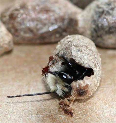 Mason Bee Cocoon Harvesting 5 Easy Steps Guide And Techniques Biotic Karma